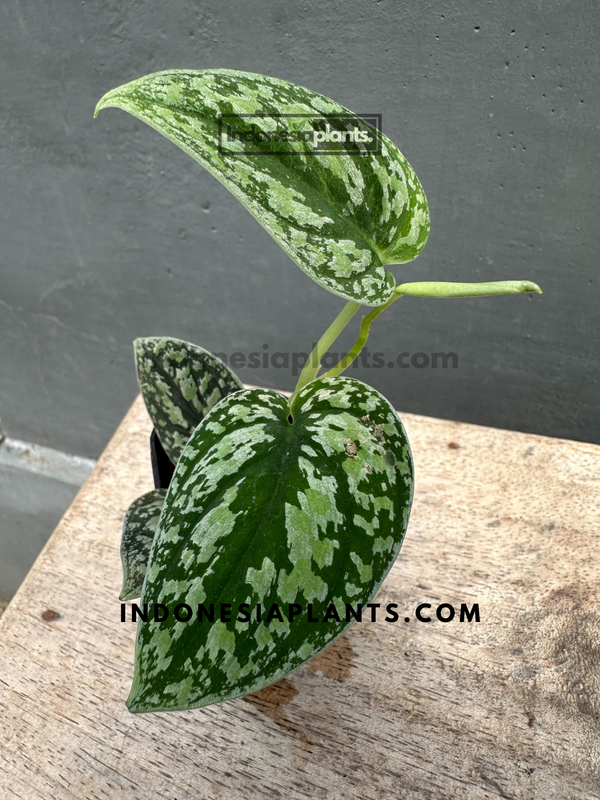Scindapsus Tricolor – INDONESIAPLANTS