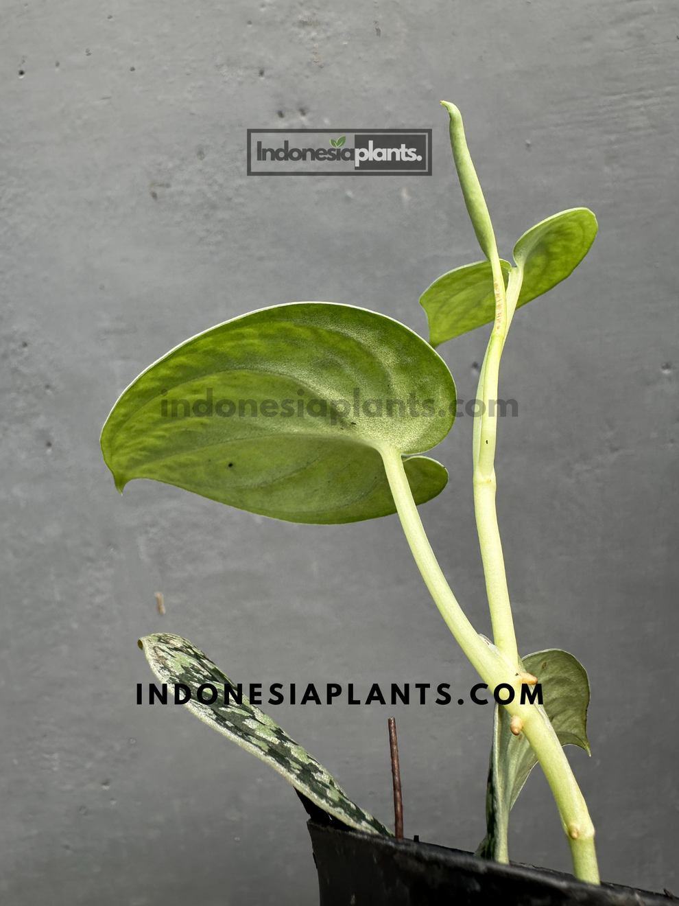 Scindapsus Tricolor – INDONESIAPLANTS