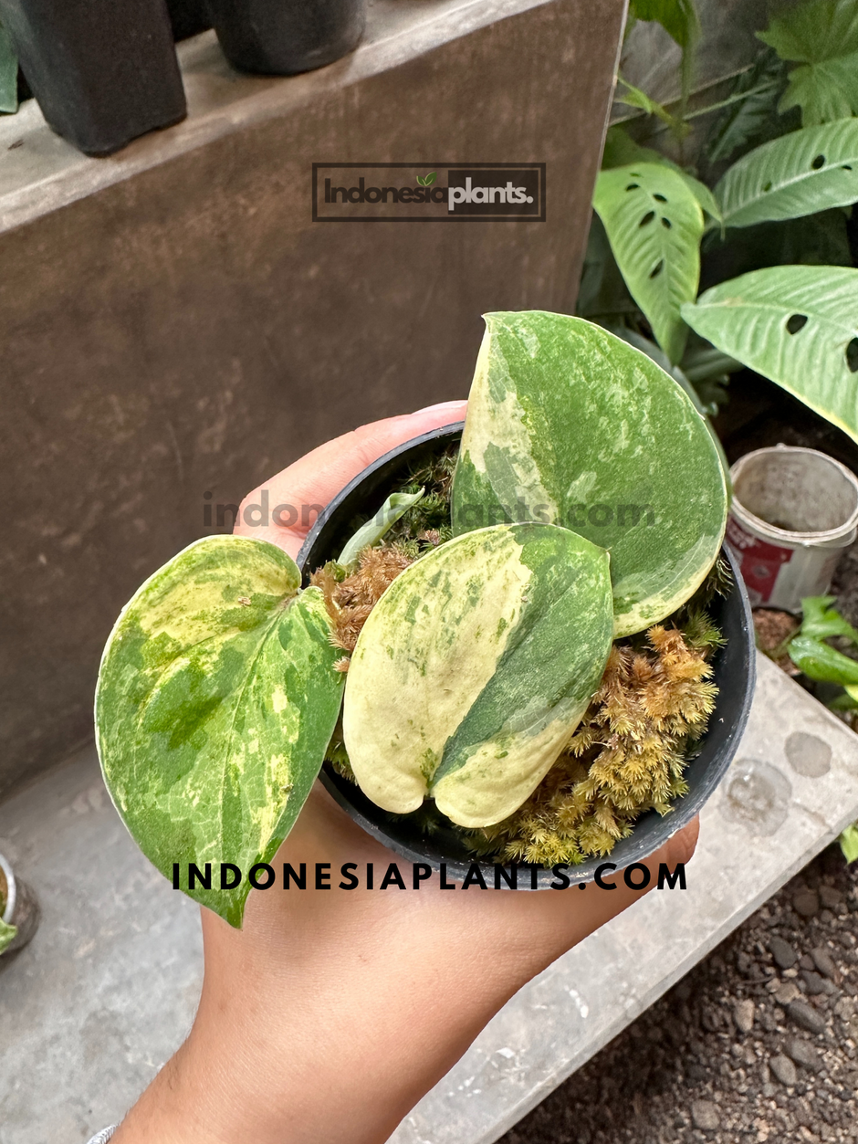 Indonesiaplants | Tropical Houseplants | Import Plants from Indonesia ...