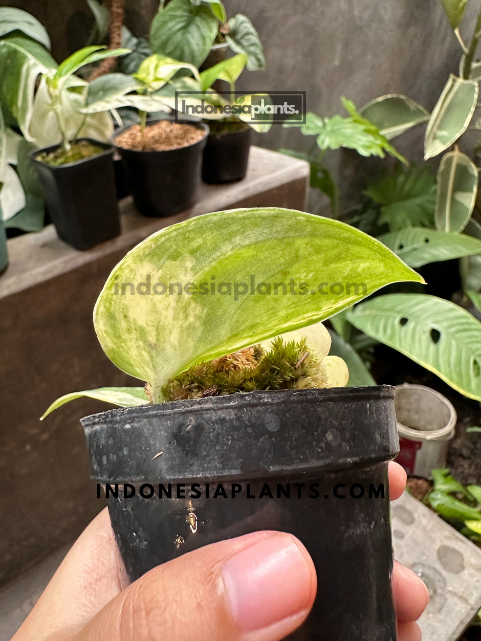 Indonesiaplants | Tropical Houseplants | Import Plants from Indonesia ...