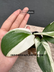 Scindapsus Treubii Albo Variegated – INDONESIAPLANTS