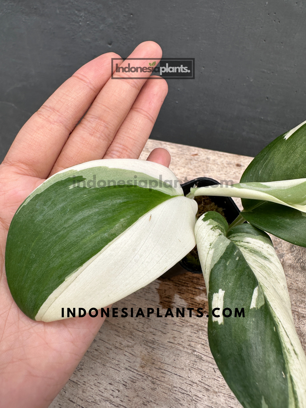 Scindapsus Treubii Albo Variegated – INDONESIAPLANTS