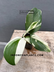 Scindapsus Treubii Albo Variegated – INDONESIAPLANTS