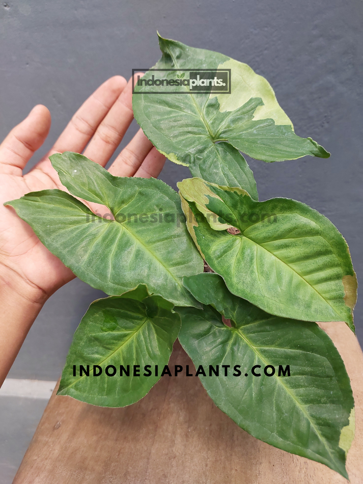 Syngonium T24 – INDONESIAPLANTS