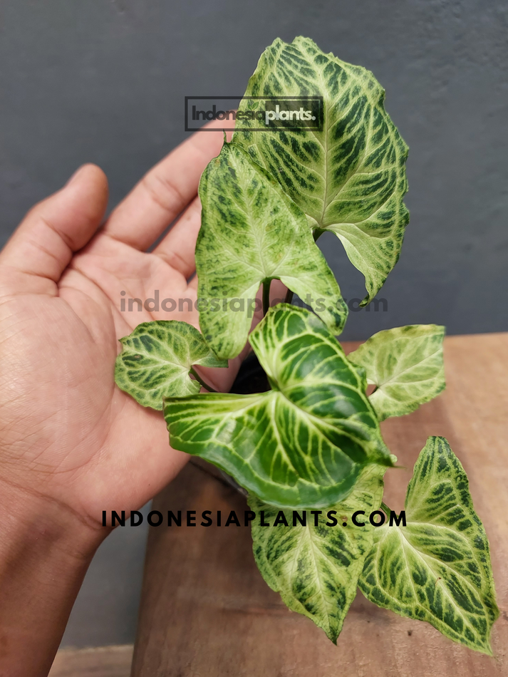 Syngonium Batik – INDONESIAPLANTS