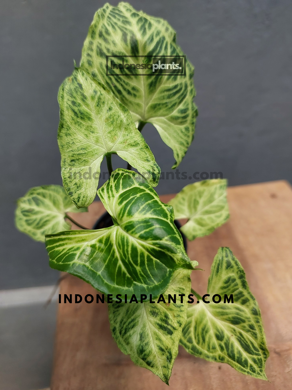 Syngonium Batik – INDONESIAPLANTS