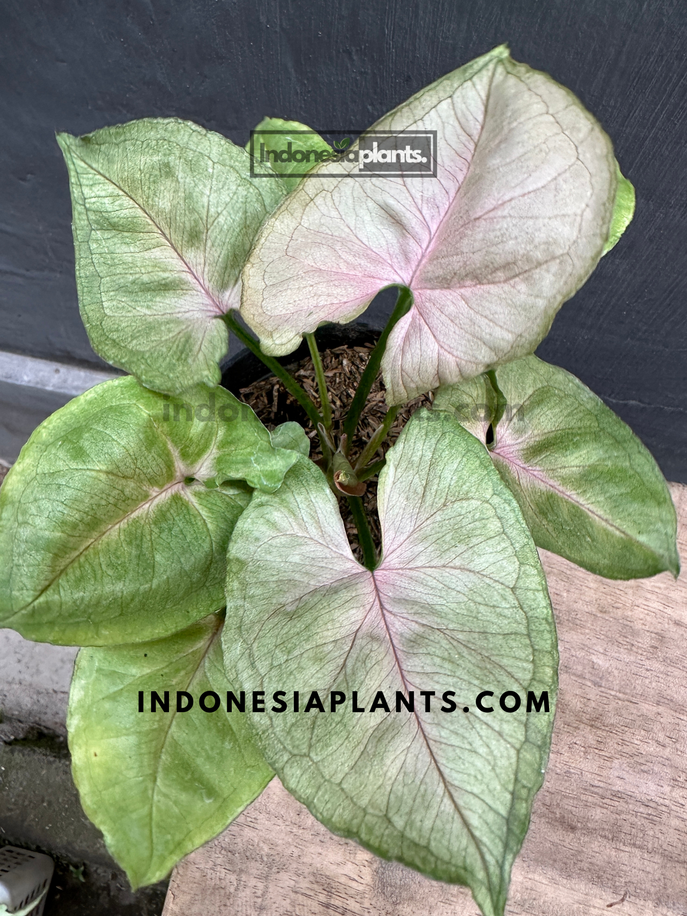 Syngonium Mango Allusion – INDONESIAPLANTS
