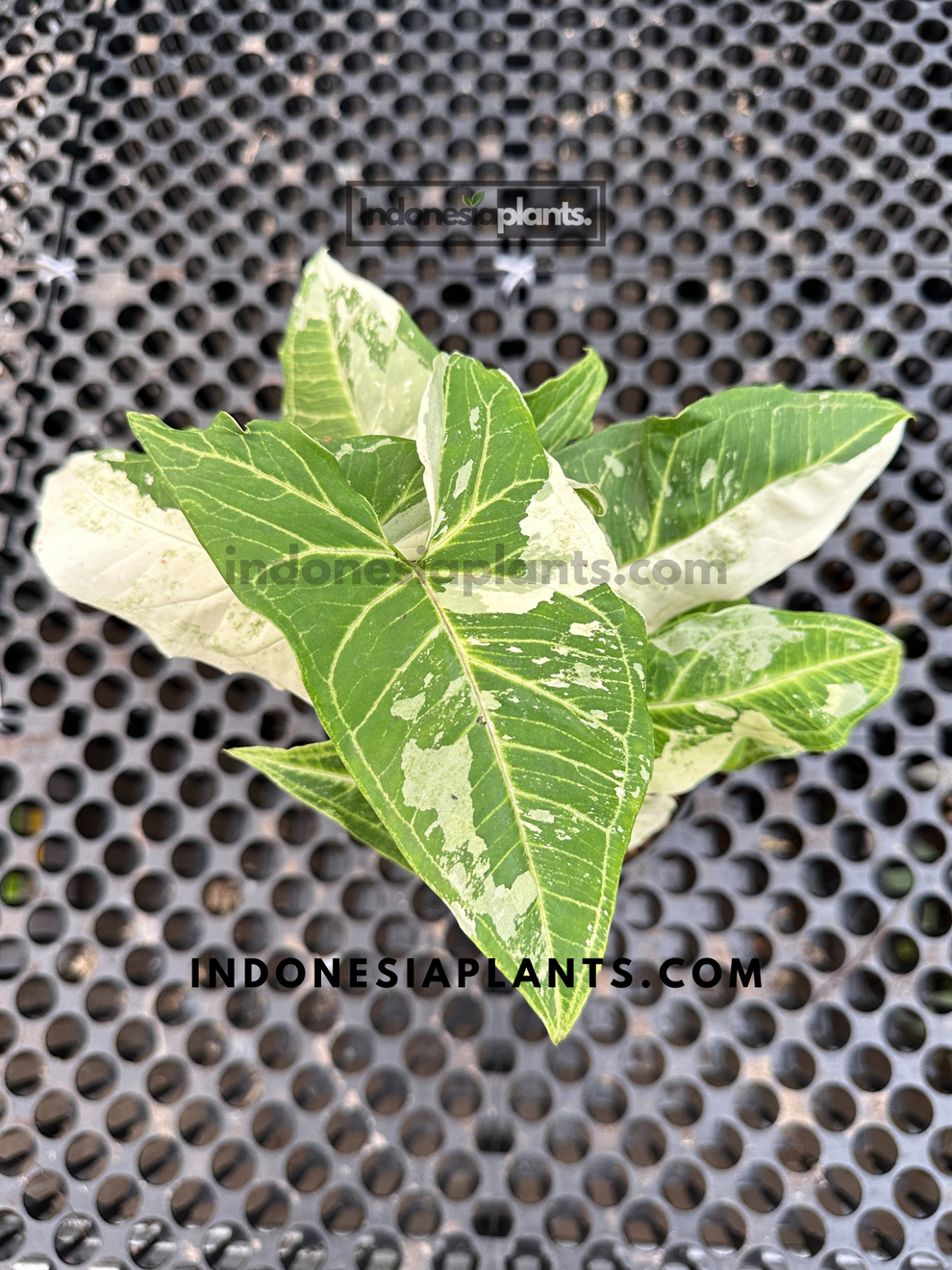 Syngonium Batik Variegated – INDONESIAPLANTS