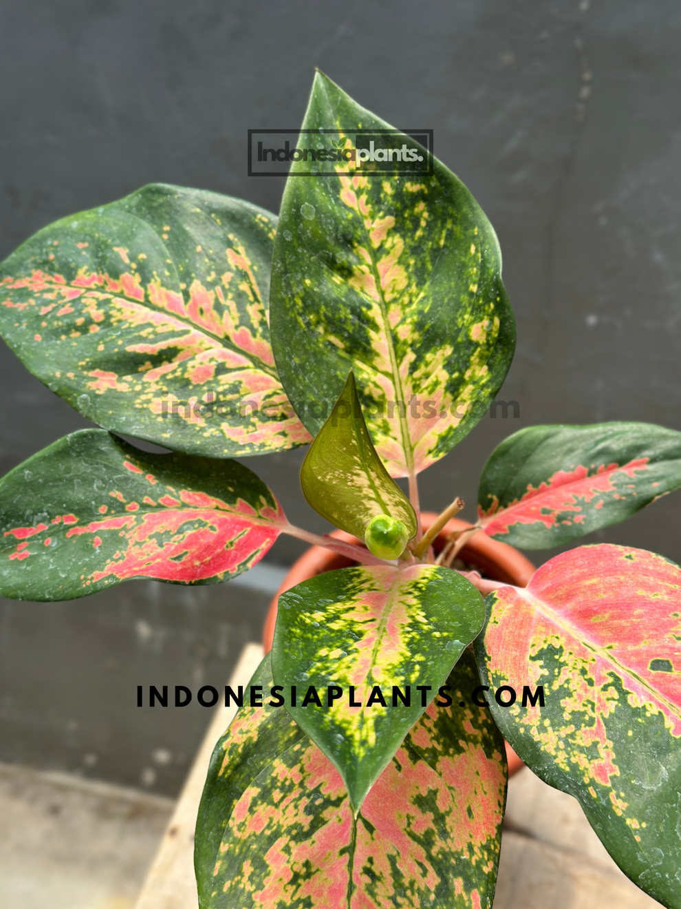 Aglaonema Kochin Pink – INDONESIAPLANTS