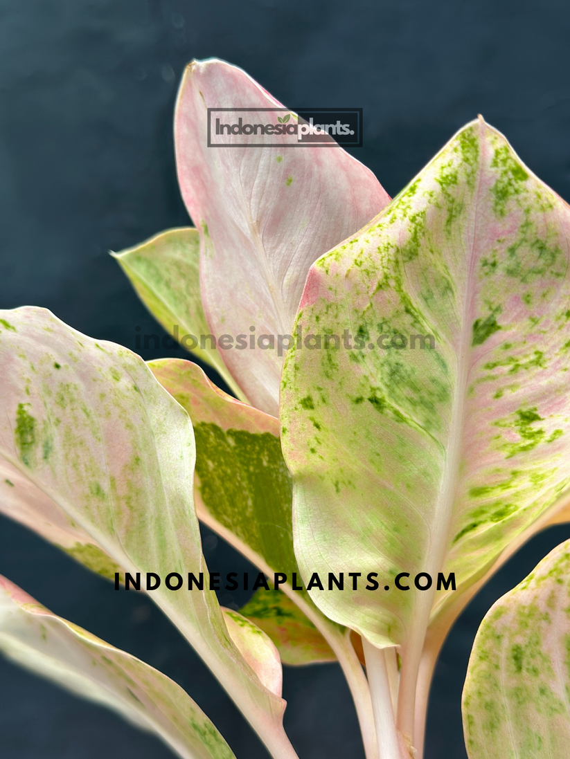 Aglaonema Pink Emerald – INDONESIAPLANTS