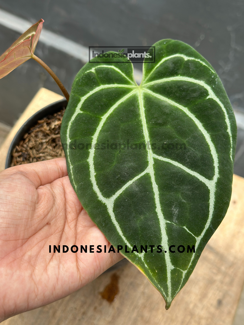 Anthurium Crystallinum Dark Form small size – INDONESIAPLANTS