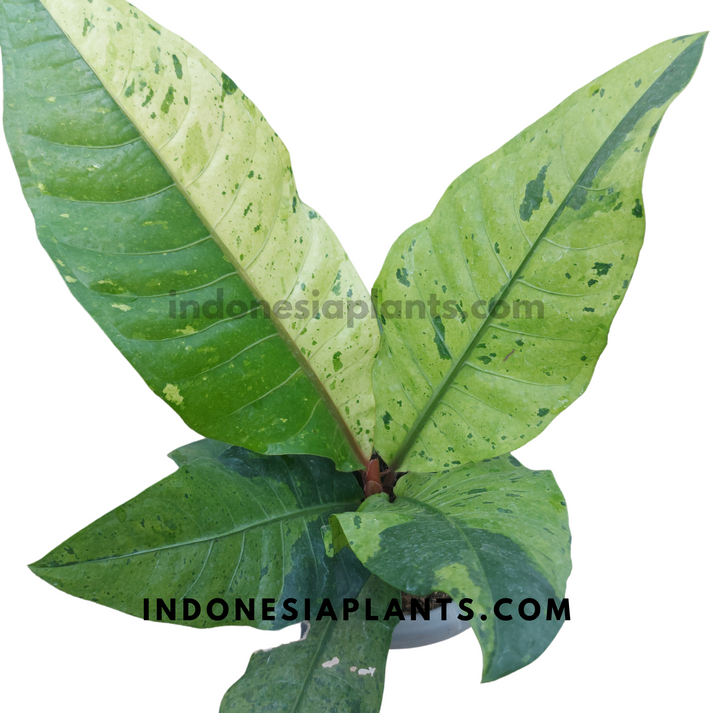 Anthurium Hookeri Mint Variegated – INDONESIAPLANTS