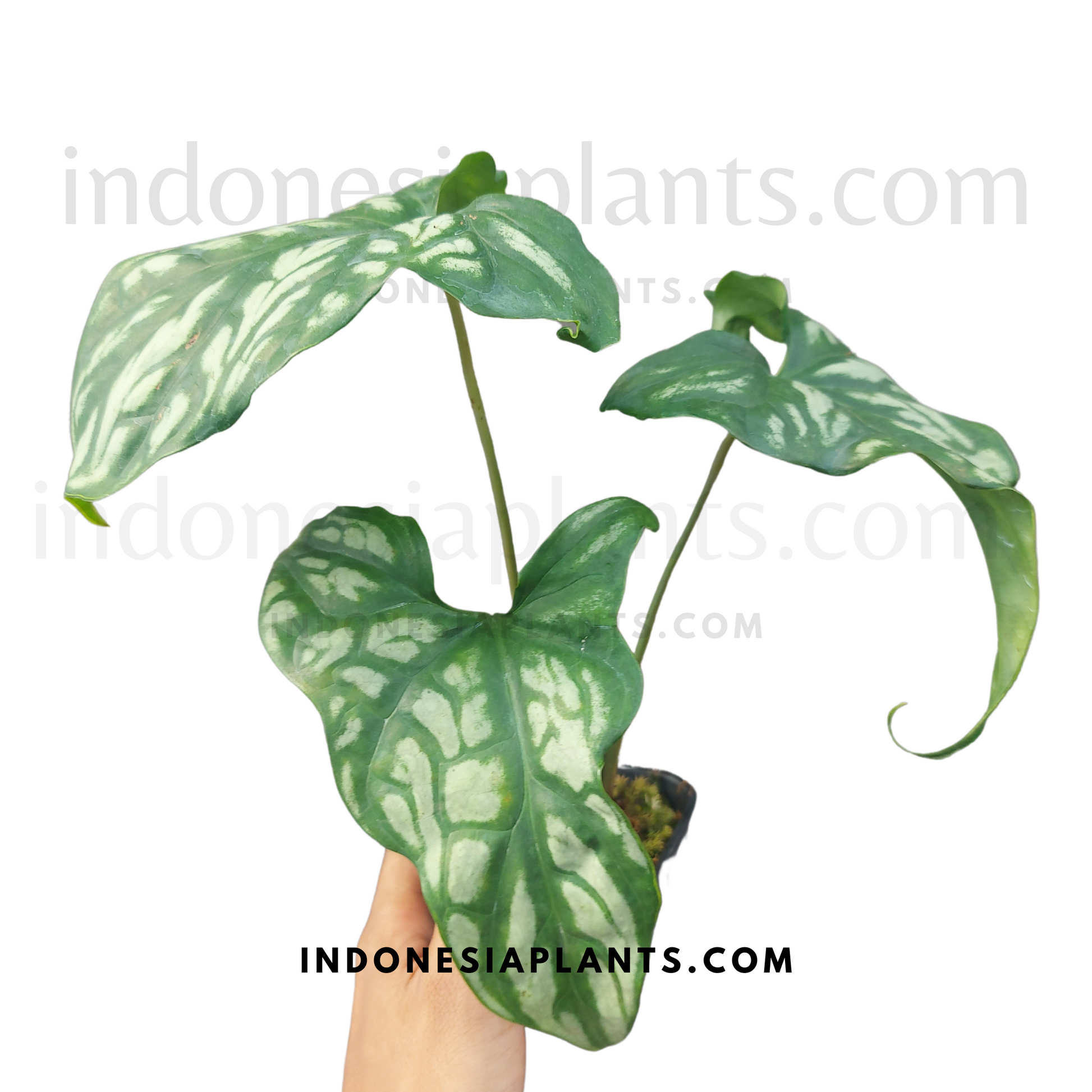 Cercestis Mirabilis – INDONESIAPLANTS