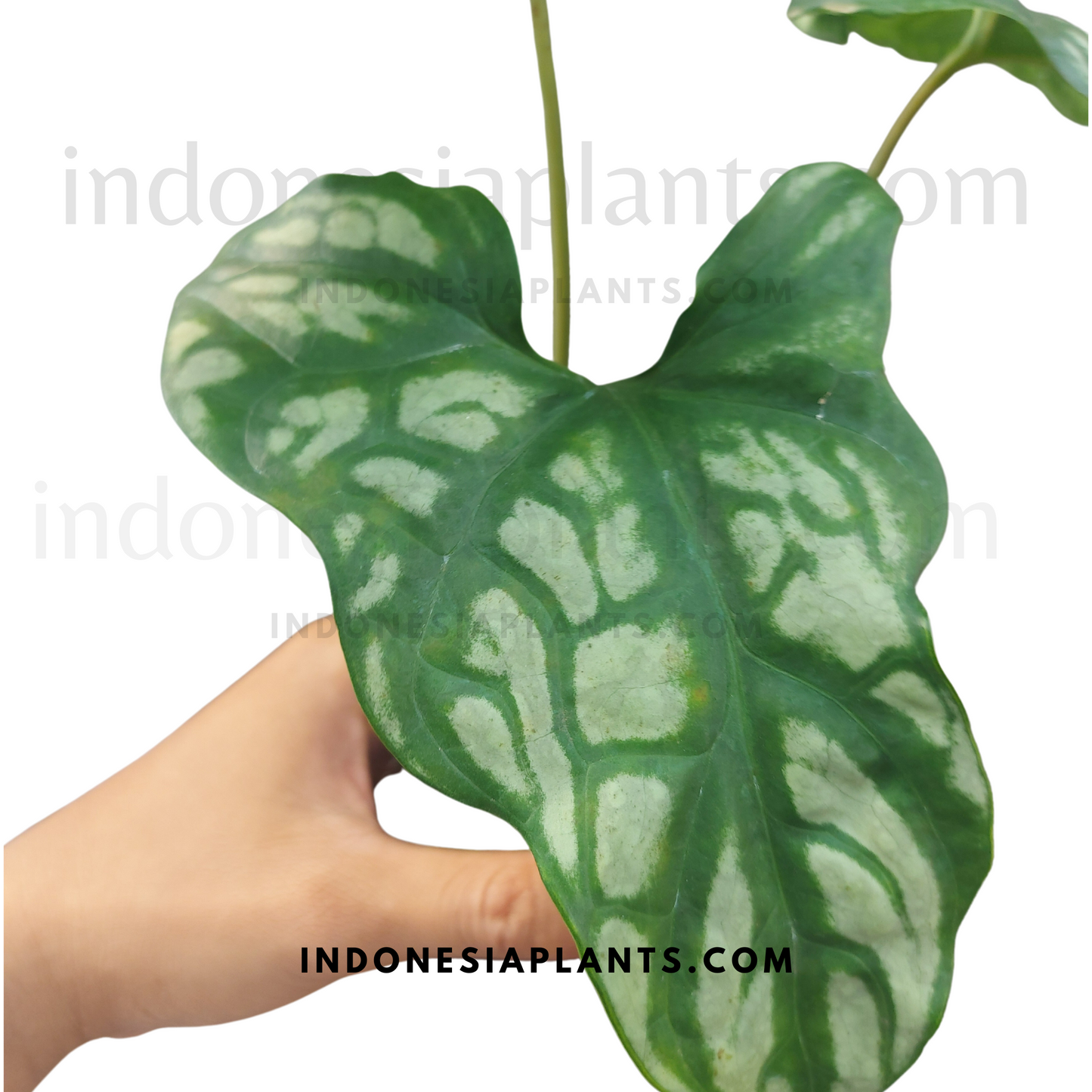 Cercestis Mirabilis – INDONESIAPLANTS