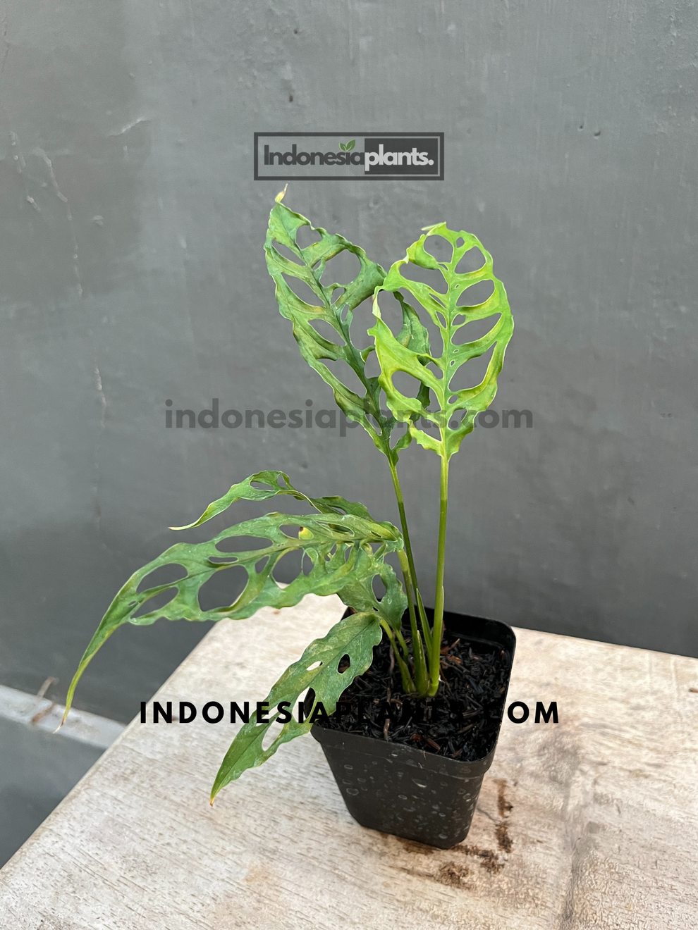 Monstera Obliqua Peruvian – INDONESIAPLANTS