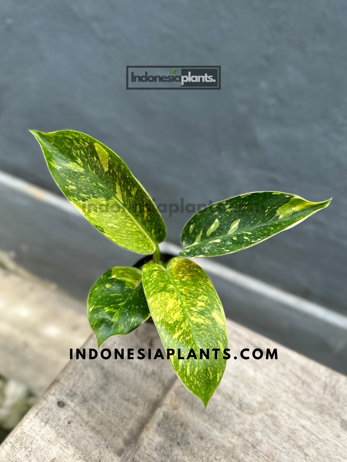 Philodendron Green Congo Nuclear Large – INDONESIAPLANTS