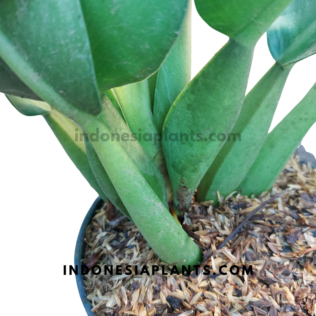 Philodendron Martianum – INDONESIAPLANTS