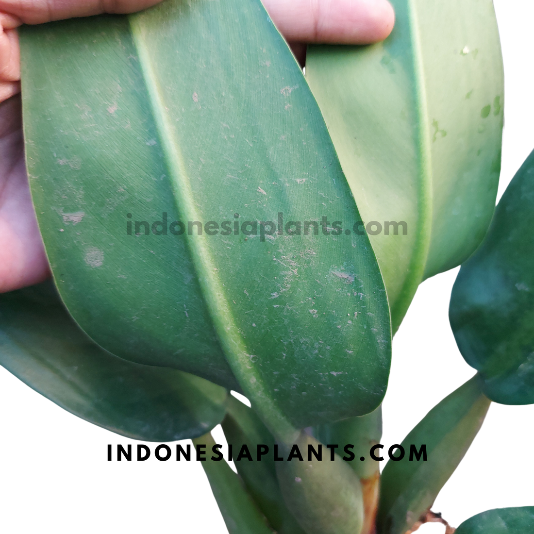 Philodendron Martianum – INDONESIAPLANTS