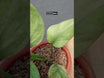 Scindapsus Treubii Mint Variegated – INDONESIAPLANTS