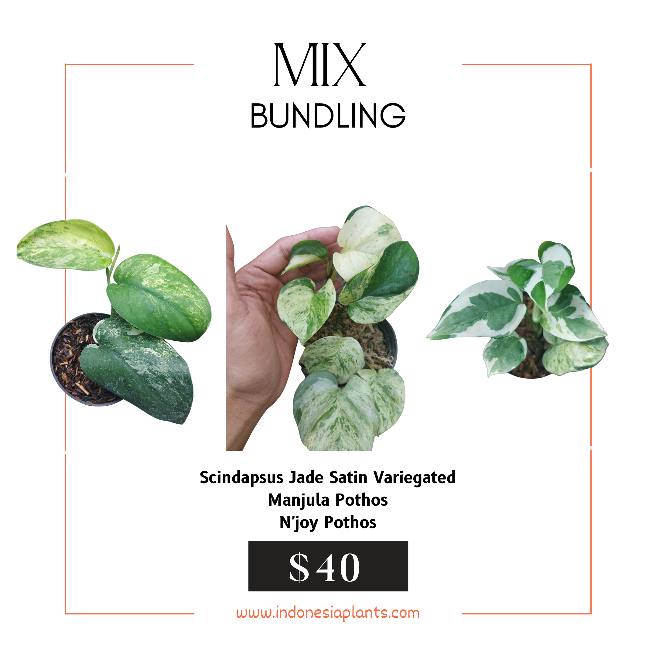 Scindapsus Jade Satin Variegated, Manjula Pothos, Njoy pothos ...