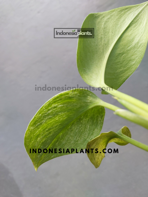 Scindapsus Treubii Mint Variegated – INDONESIAPLANTS