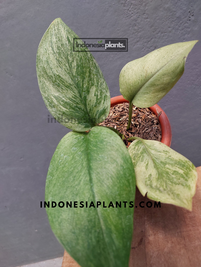 Scindapsus Treubii Mint Variegated – INDONESIAPLANTS
