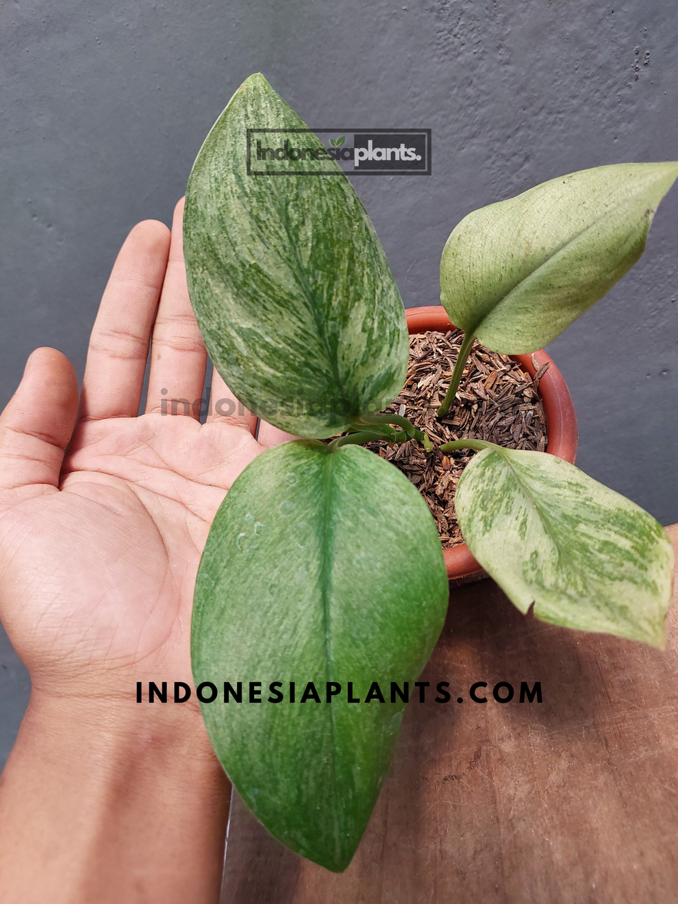 Scindapsus Treubii Mint Variegated – INDONESIAPLANTS