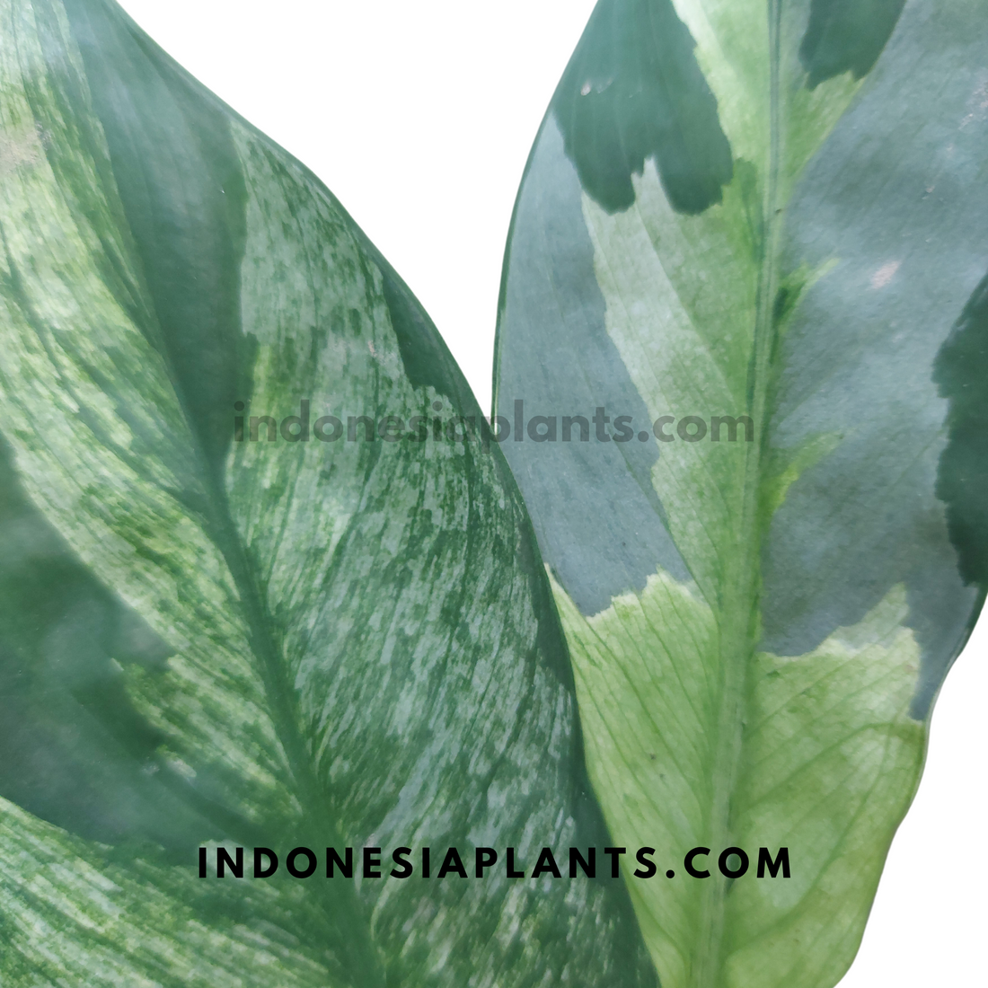 Spathiphyllum Peace Lily Variegated – INDONESIAPLANTS