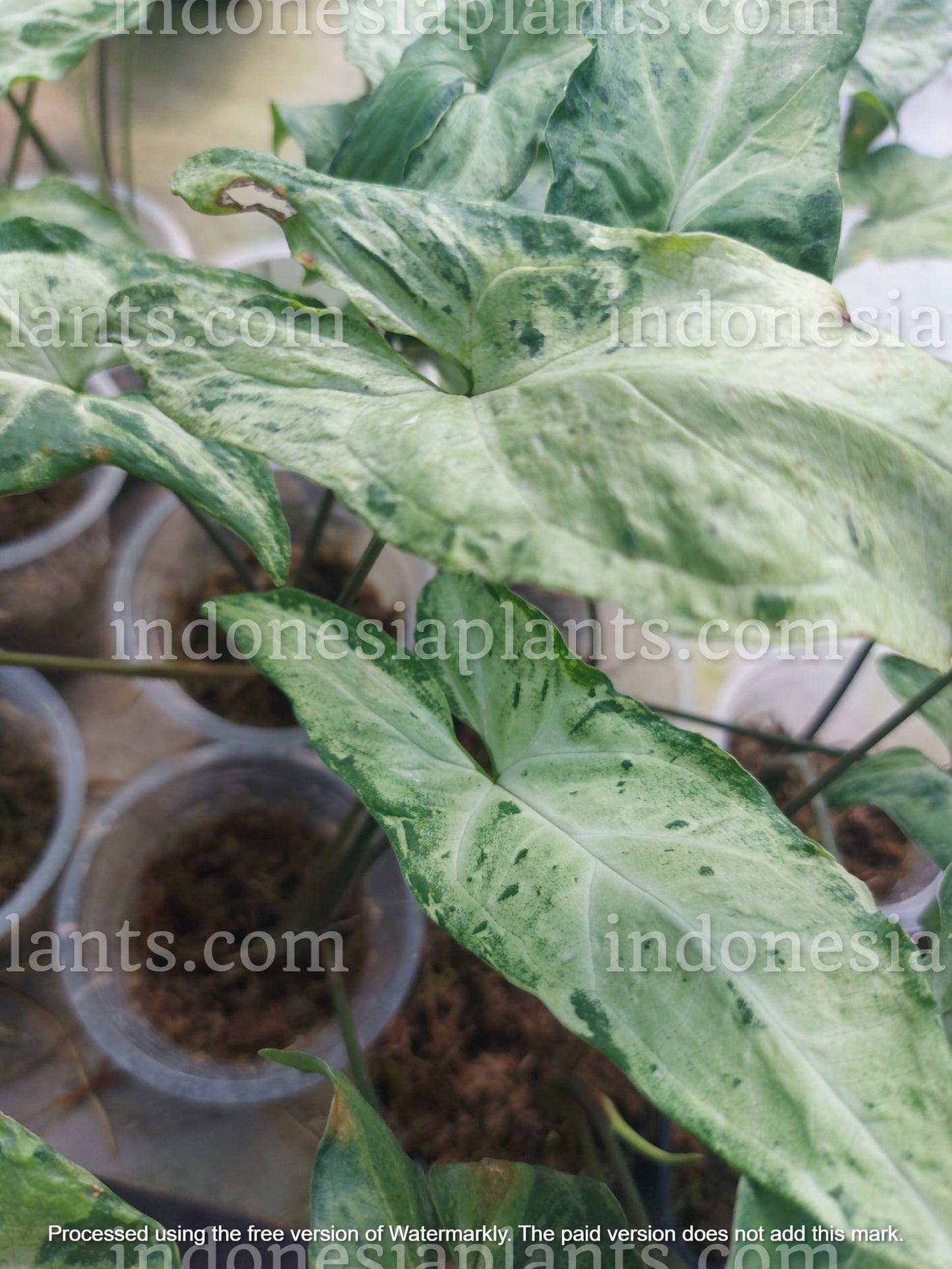 Syngonium Green Freckles Indonesia – INDONESIAPLANTS