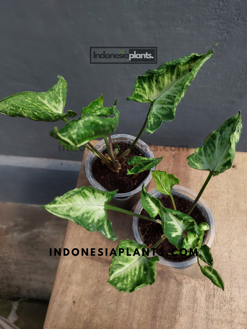 Syngonium Godzilla – INDONESIAPLANTS