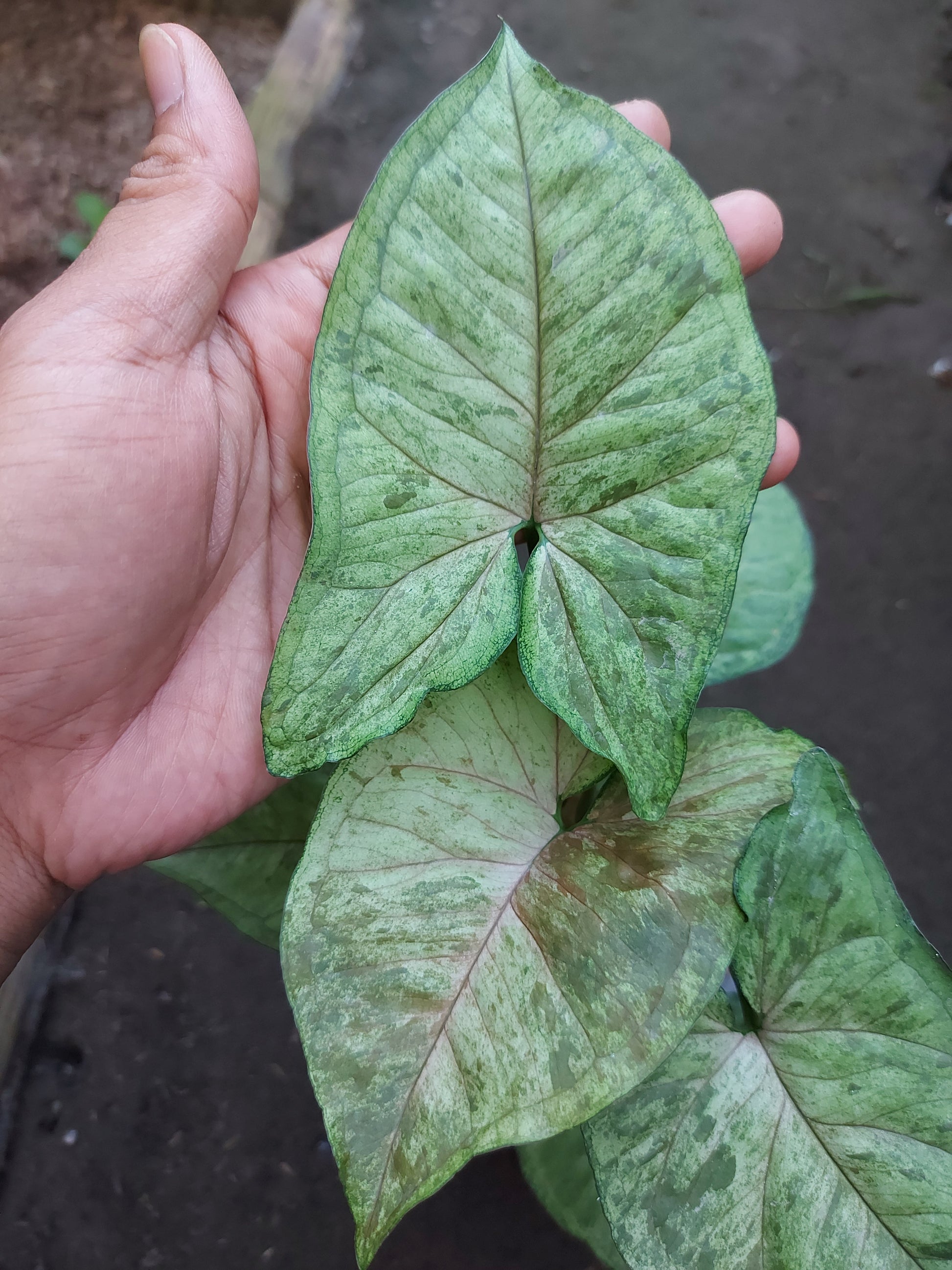 Syngonium Matcha Sprinkle Medium – INDONESIAPLANTS