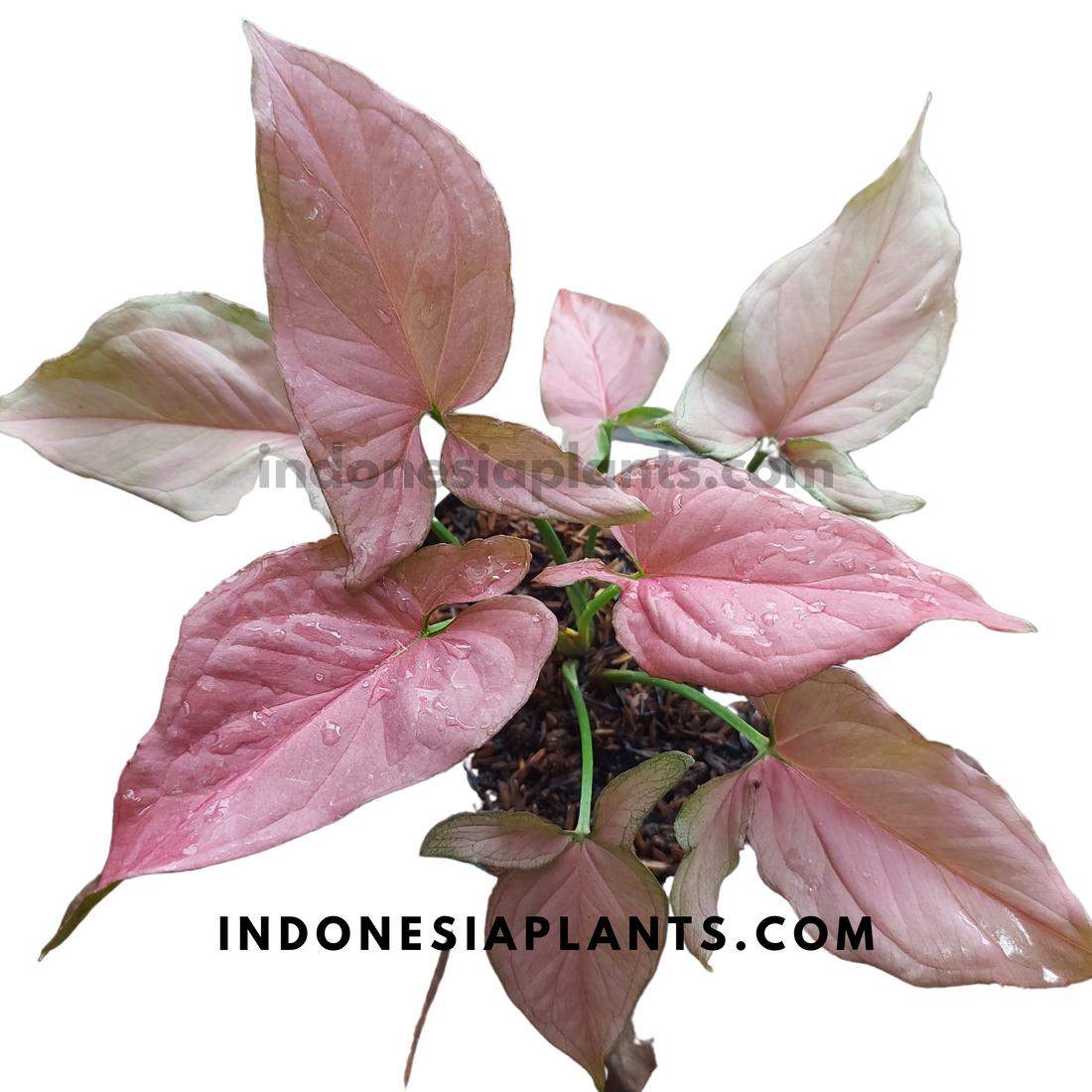 Syngonium Orm Nak Red – INDONESIAPLANTS