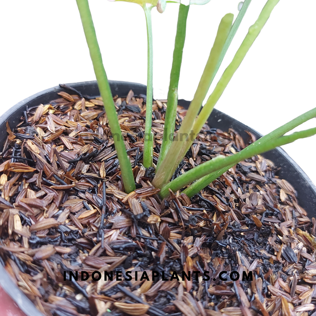 Syngonium Orm Nak Red – INDONESIAPLANTS